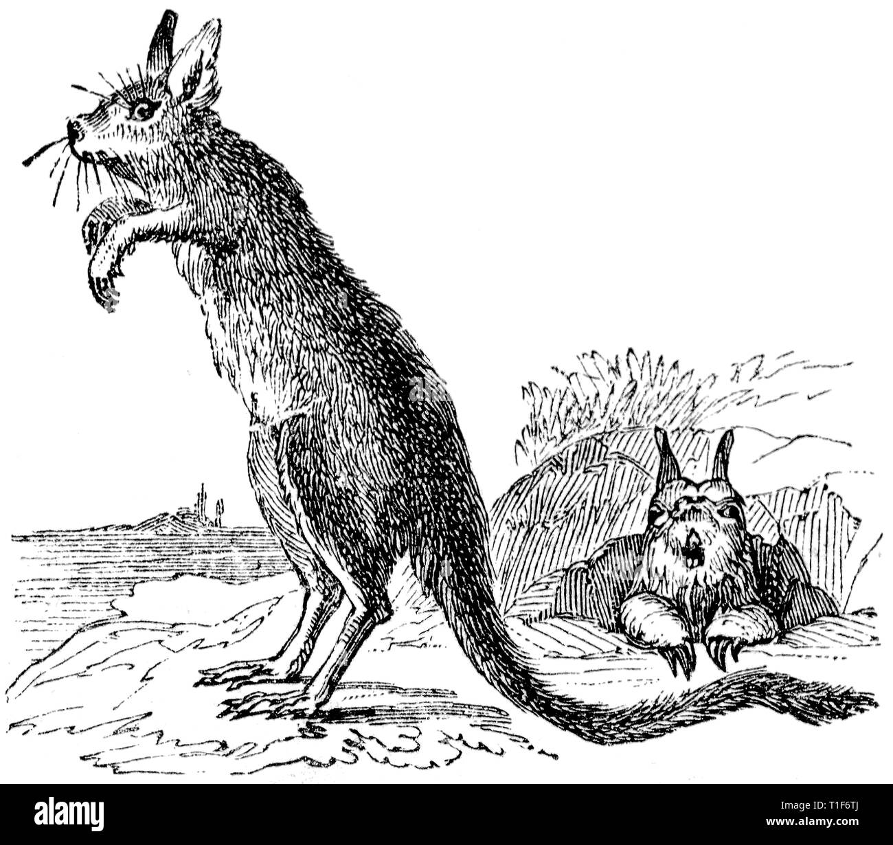 Springhaas Black and White Stock Photos & Images - Alamy