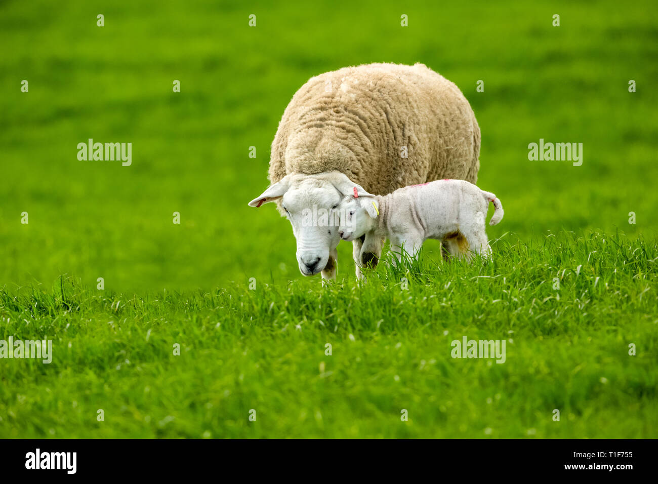 Texel Ewe, female sheep with newborn lamb. A tender moment between ...