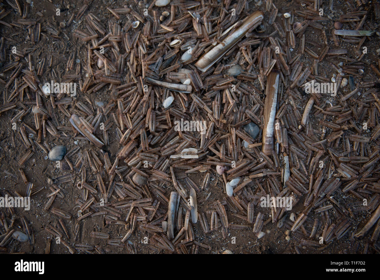 Sunflower seed husks discarded on dirt floor Stock Photo - Alamy