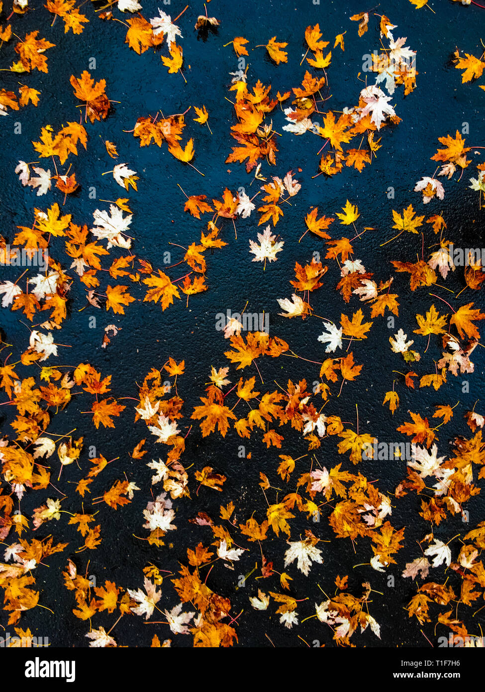 Fall season, weather and environment concept - Autumn leaves and trees ...