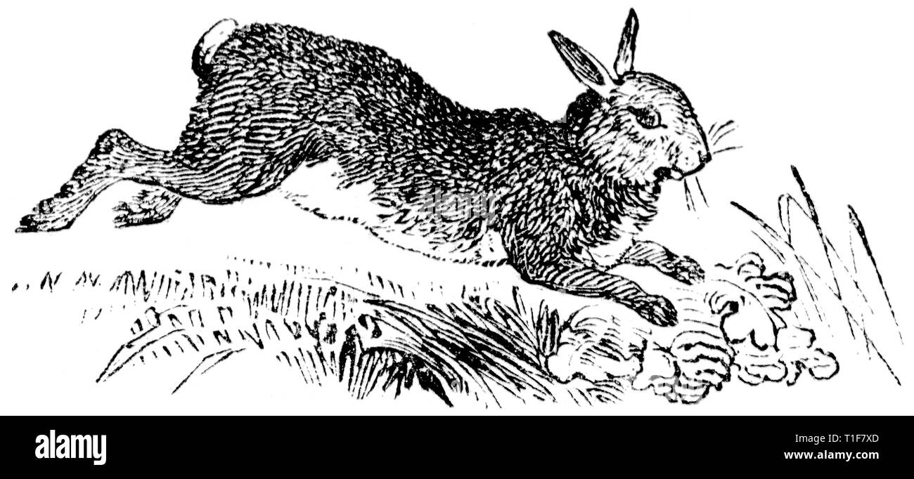 Lepus timidus illustration hi-res stock photography and images - Alamy