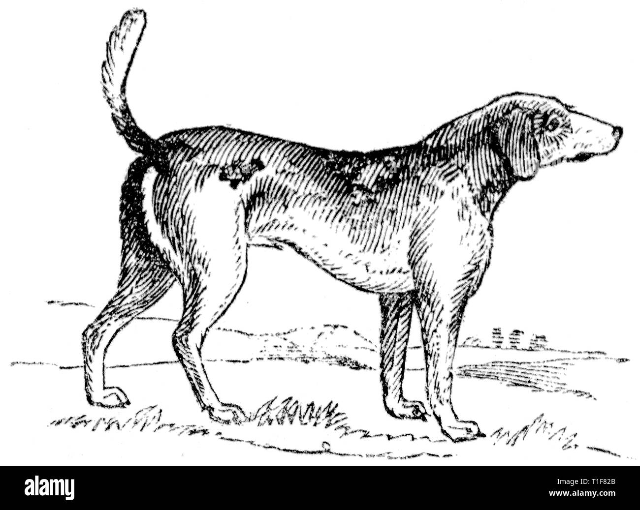 Wood cut engraved illustration, taken from 'The Treasury of Natural ...