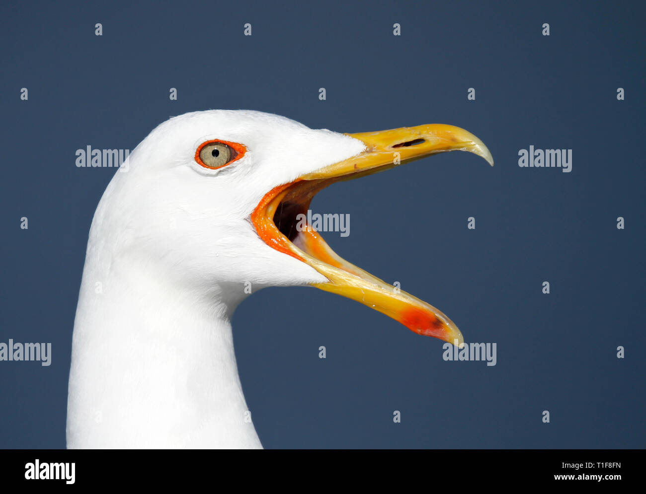 Birds with loud sound hi-res stock photography and images - Alamy