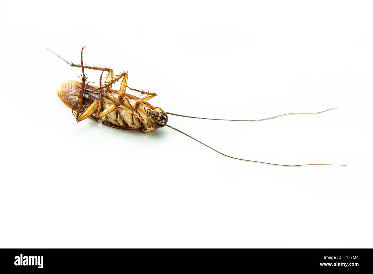 Dead cockroach hi-res stock photography and images - Alamy