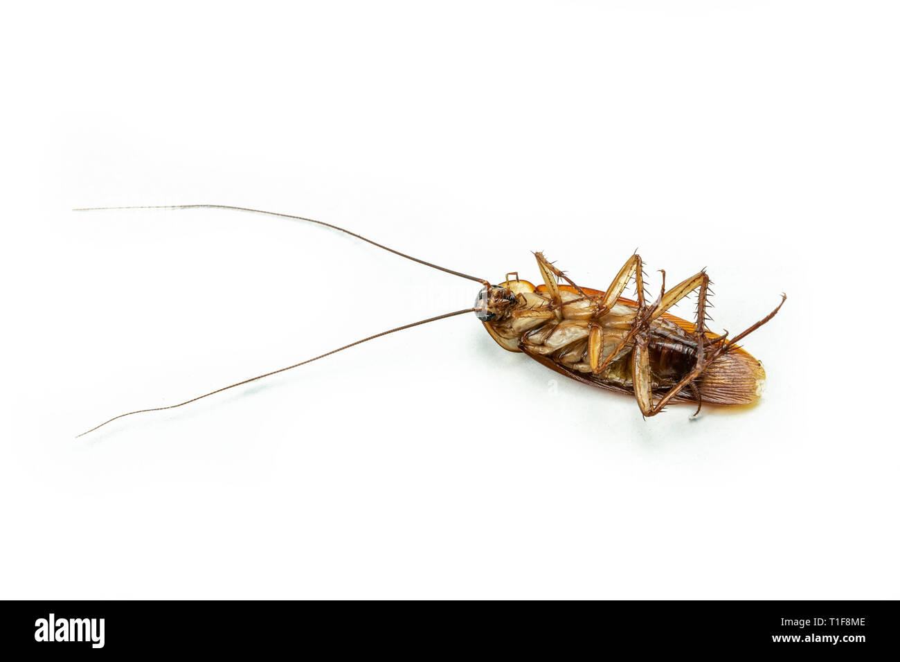 Close up dead cockroach isolate on white background Stock Photo - Alamy