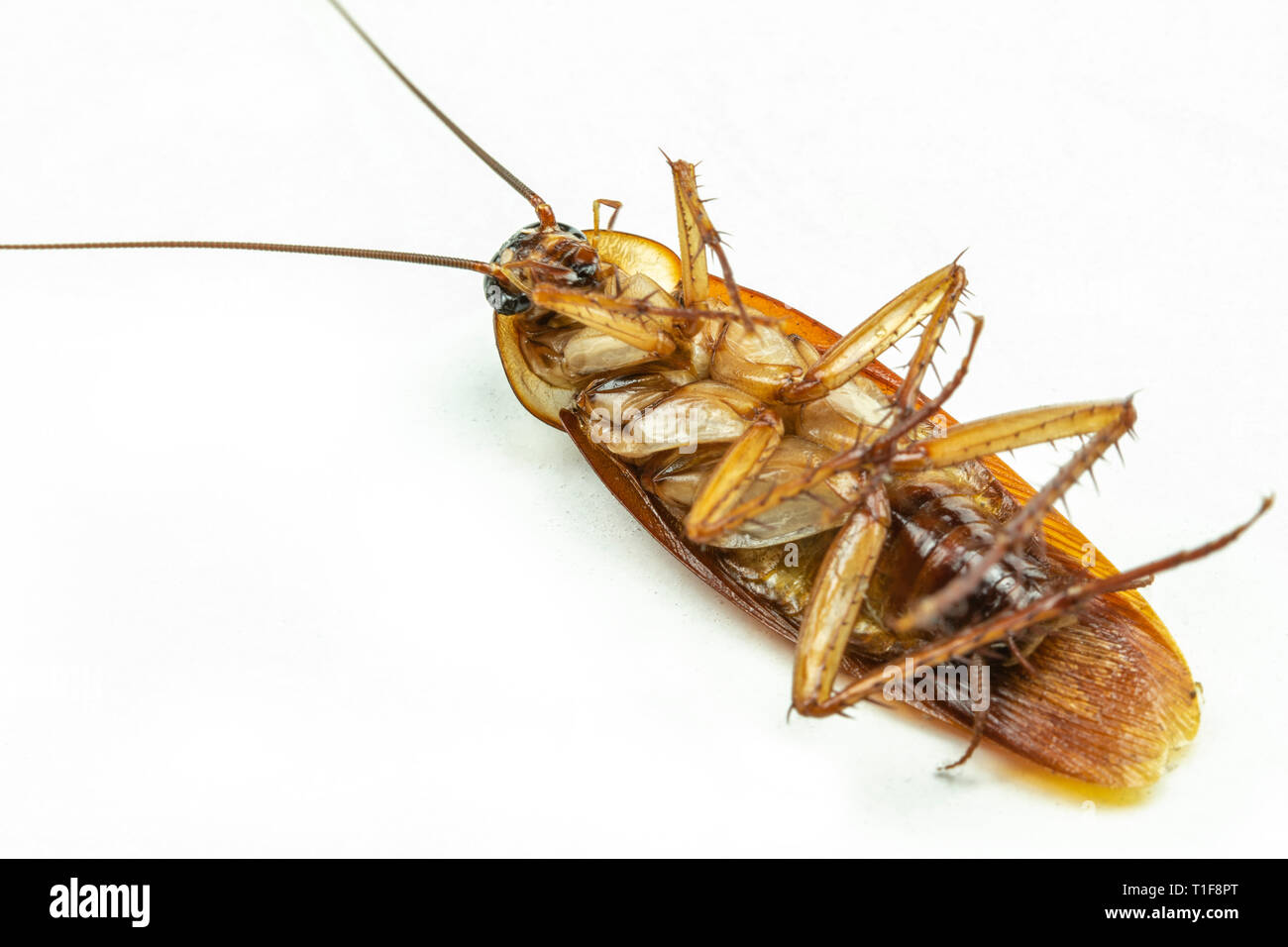 Close up dead cockroach isolate on white background Stock Photo - Alamy