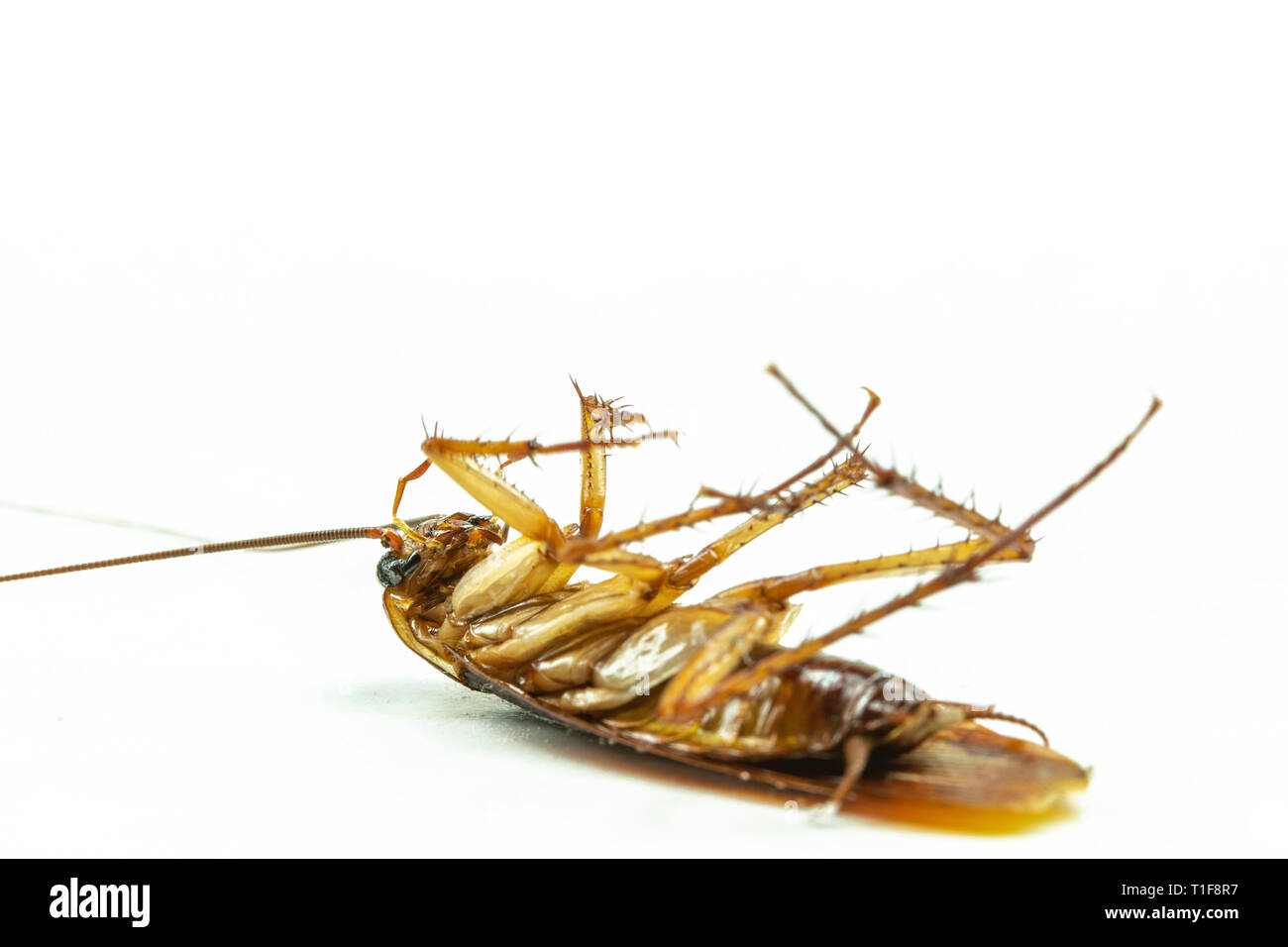 Close up dead cockroach isolate on white background Stock Photo - Alamy