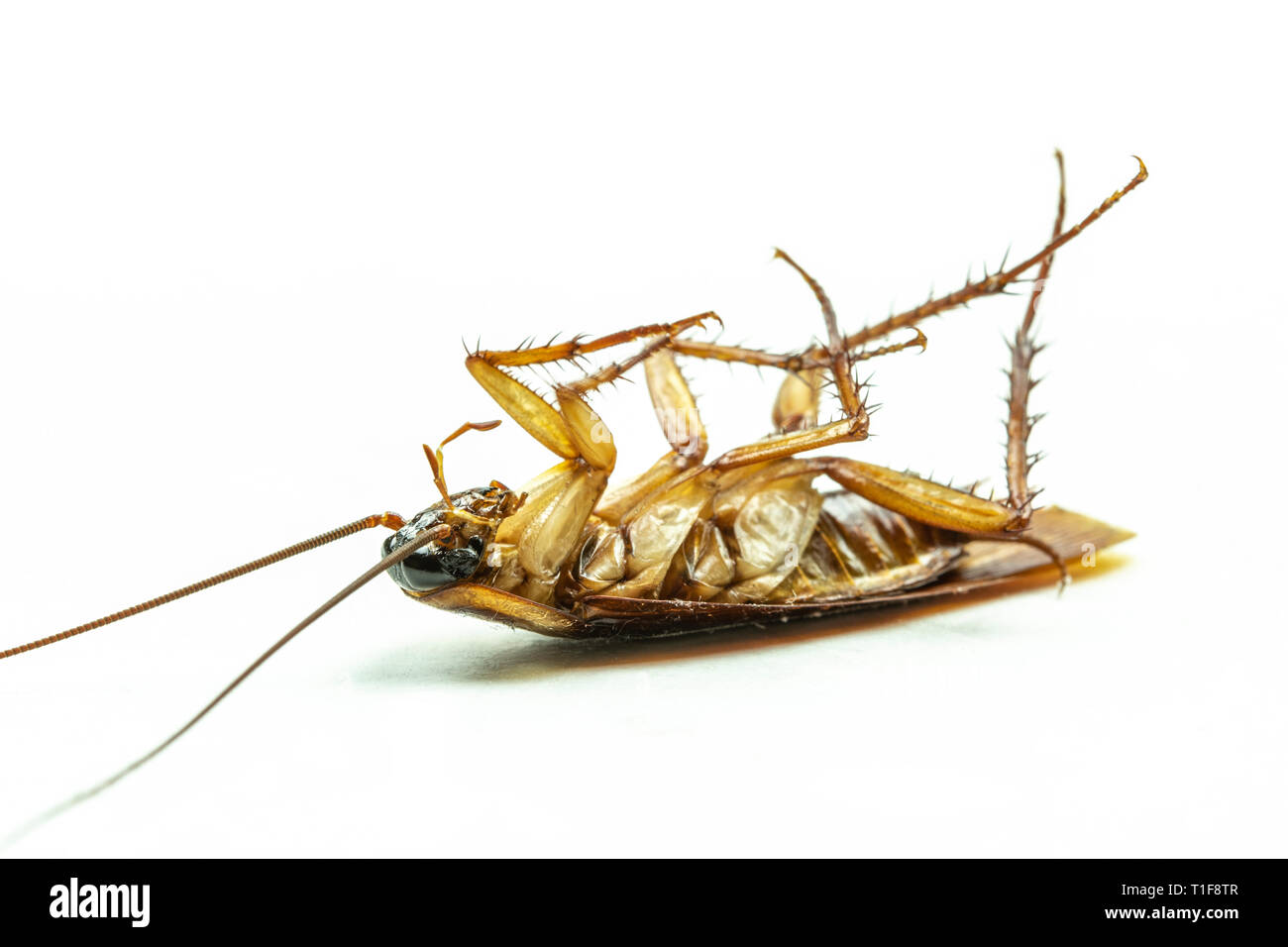 Dead roach hi-res stock photography and images - Alamy
