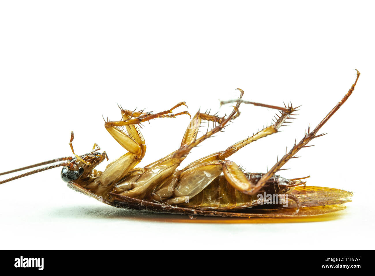 Close up dead cockroach isolate on white background Stock Photo - Alamy