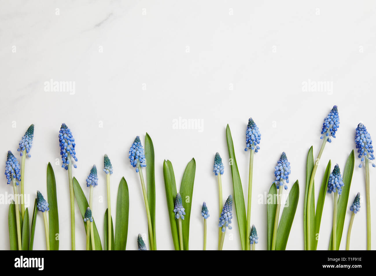 top view of beautiful hyacinths arranged horizontally on white ...