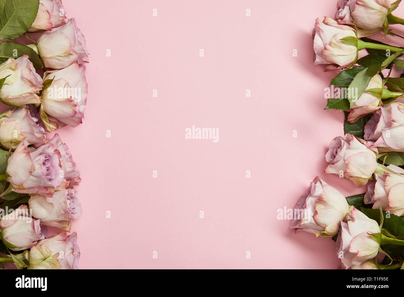 top view of beautiful pink roses with green leaves arranged vertically ...