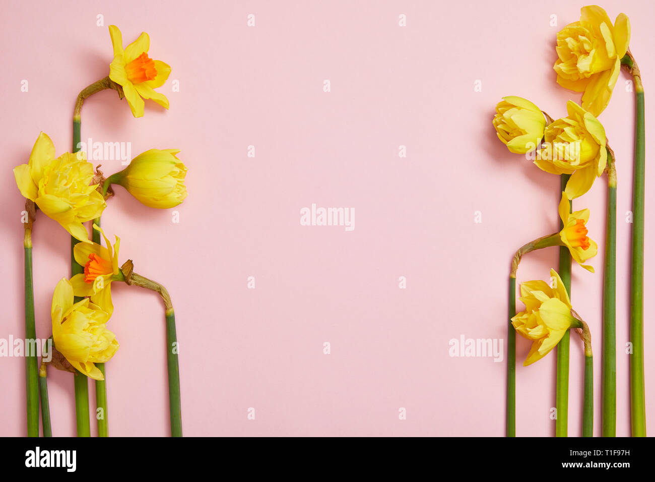 top view of beautiful yellow daffodils on pink background with copy ...