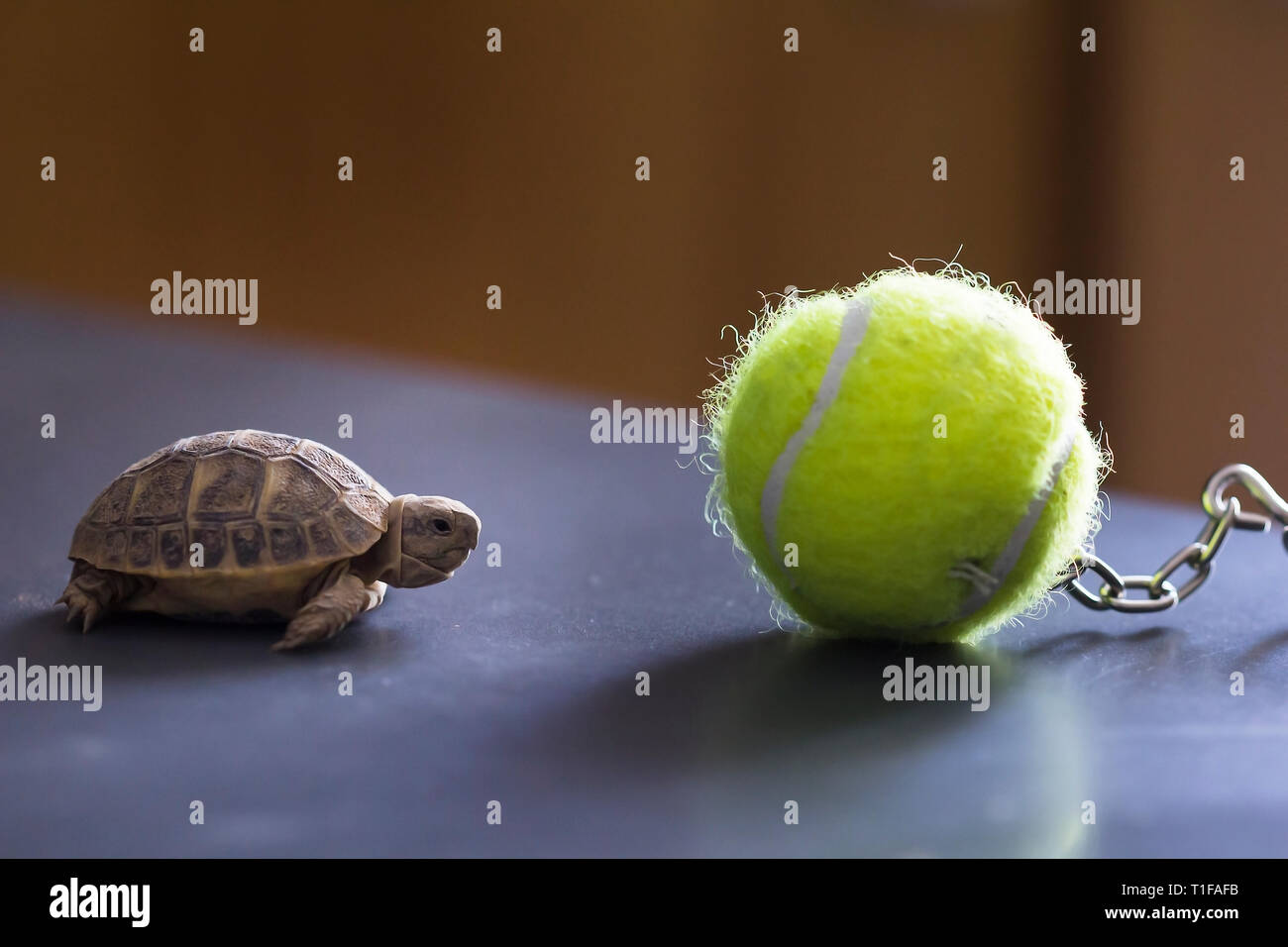 Baby turtle and small ball Stock Photo - Alamy