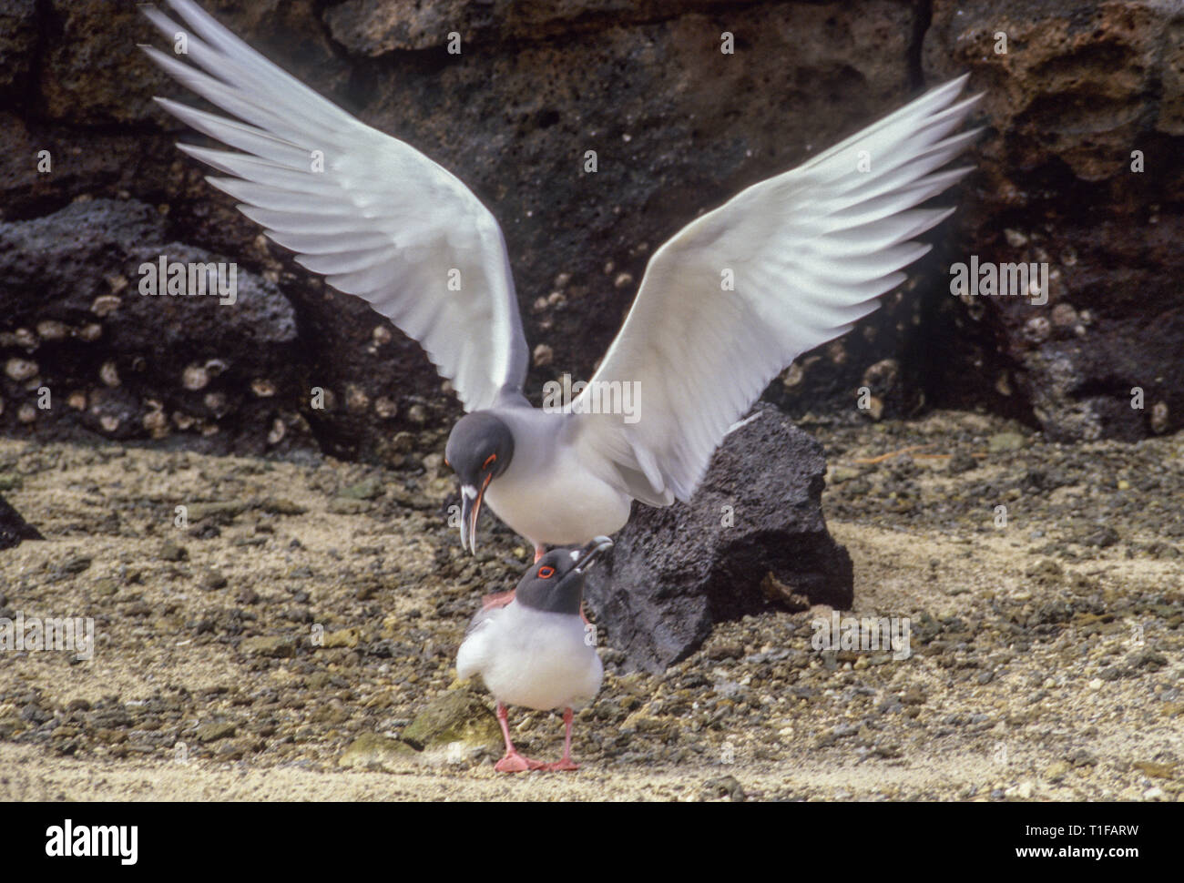 Swallow-tailed Gulls mating on Genovesa island in Galapagos National ...