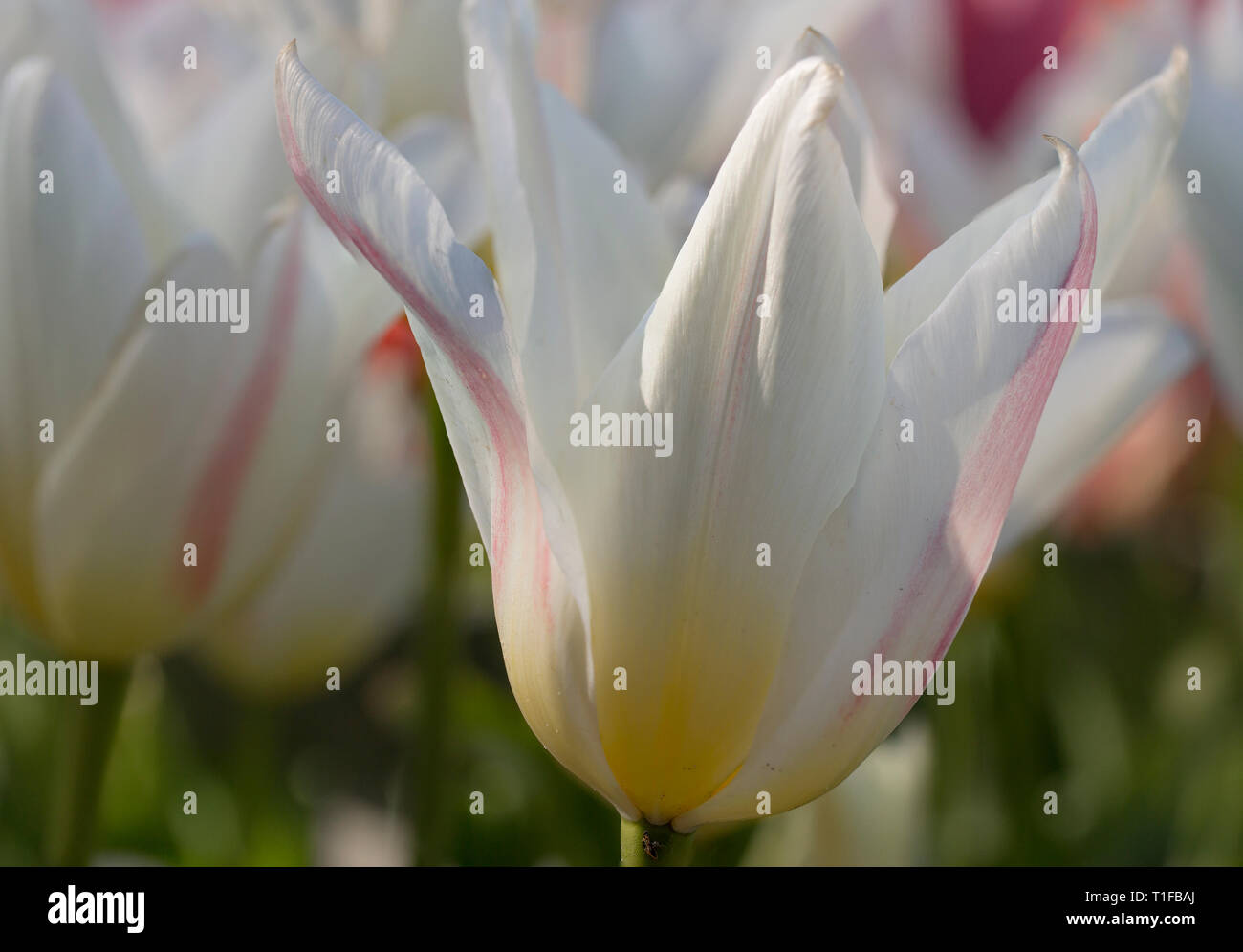 Hortus bulborum netherlands hi-res stock photography and images - Alamy