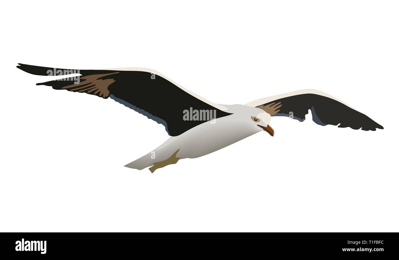 Hovering gull bird with outspread black wings, white feathers, yellow ...