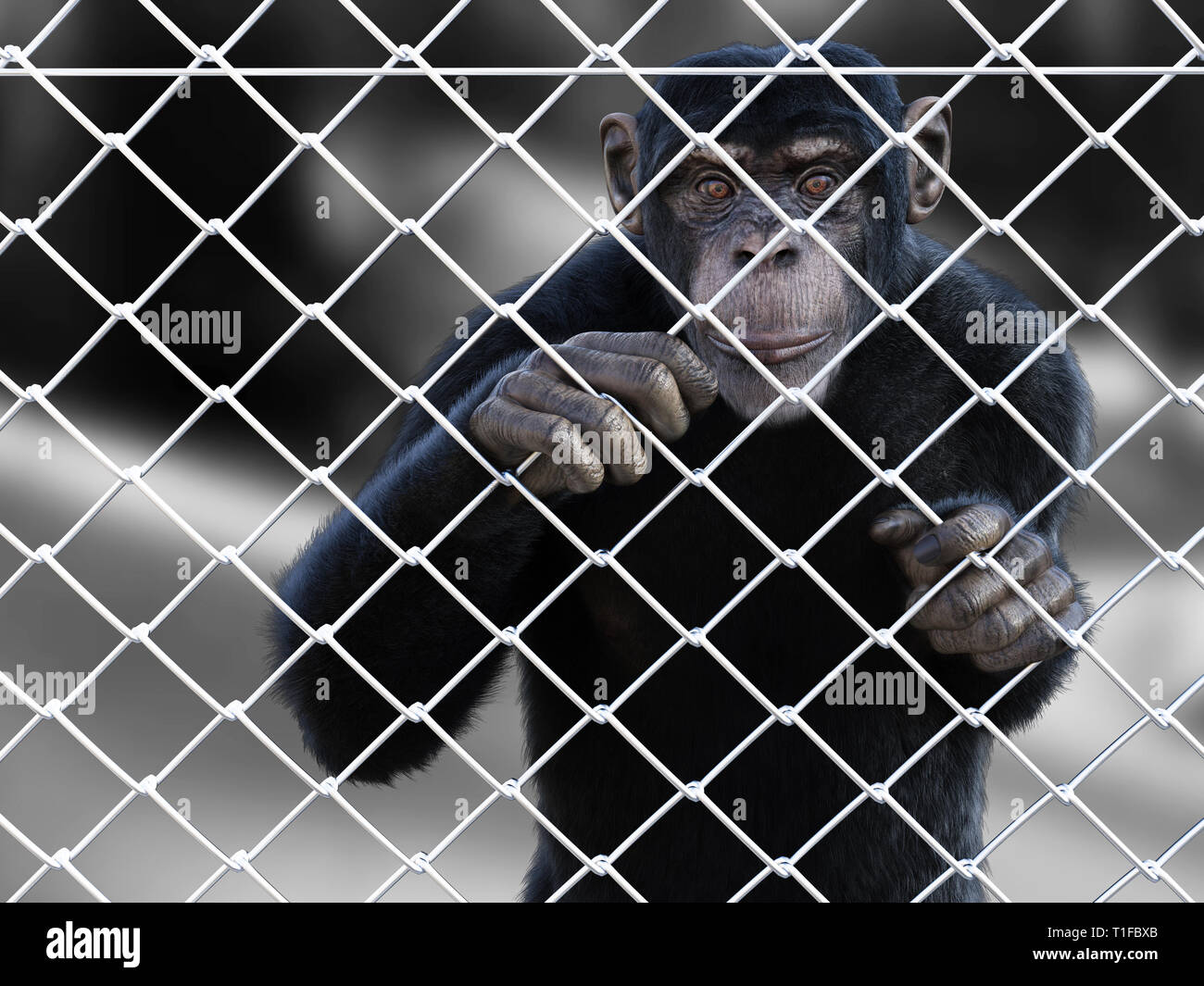 3D rendering of a sad chimpanzee standing caged behind a chain link ...