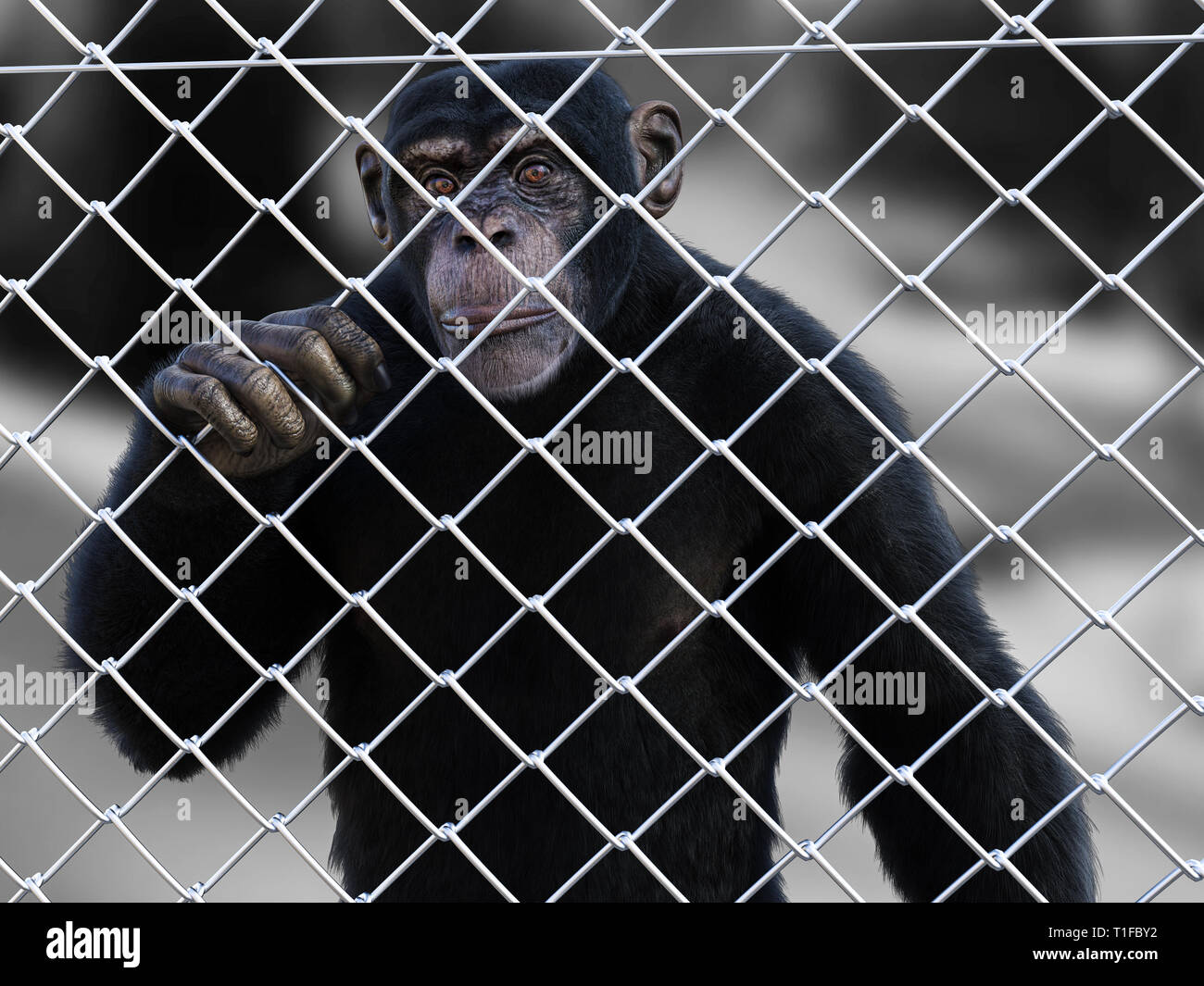 Chimpanzee behind fence hi-res stock photography and images - Alamy
