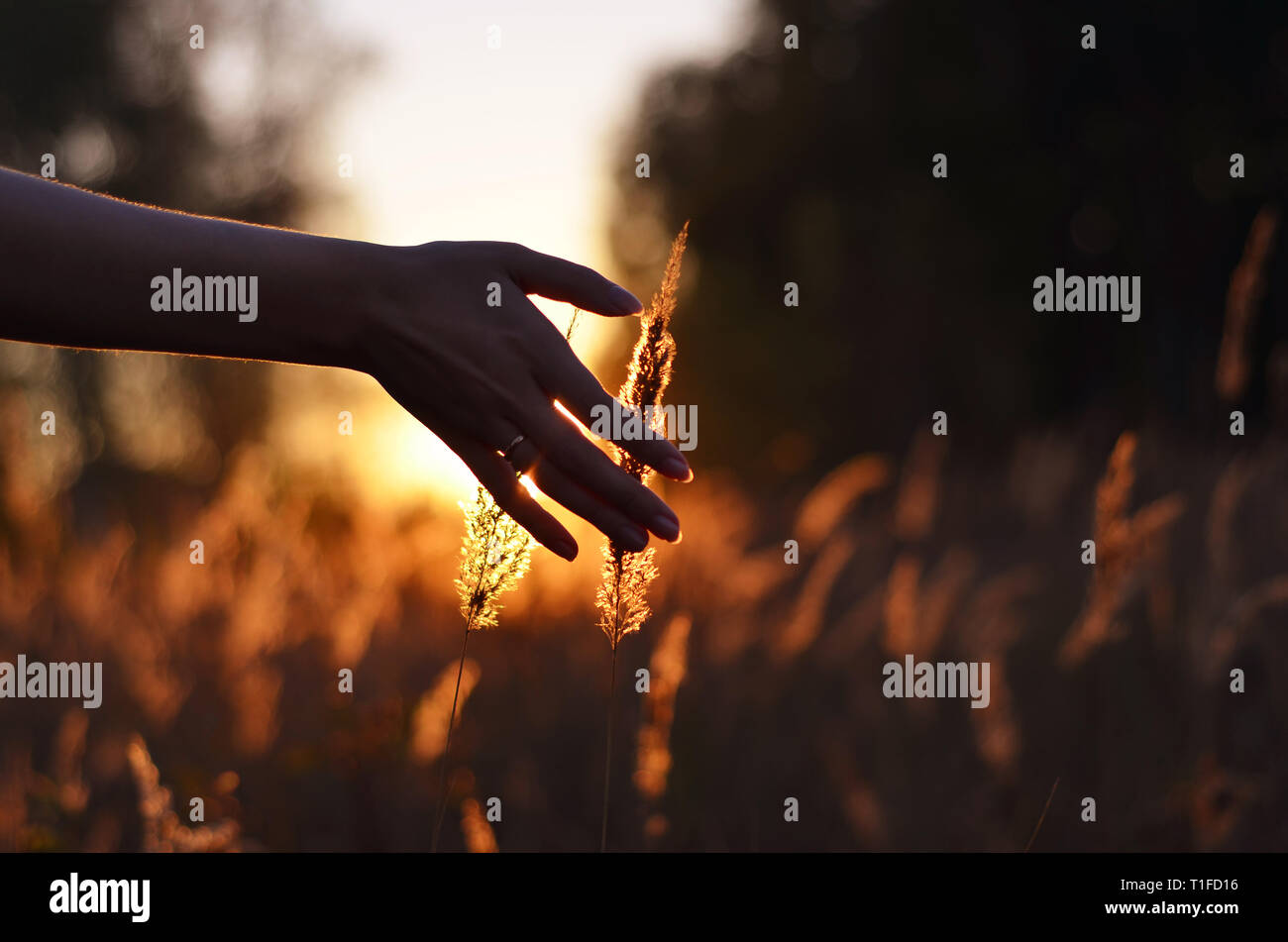 Womans hand touching barley hi-res stock photography and images - Alamy