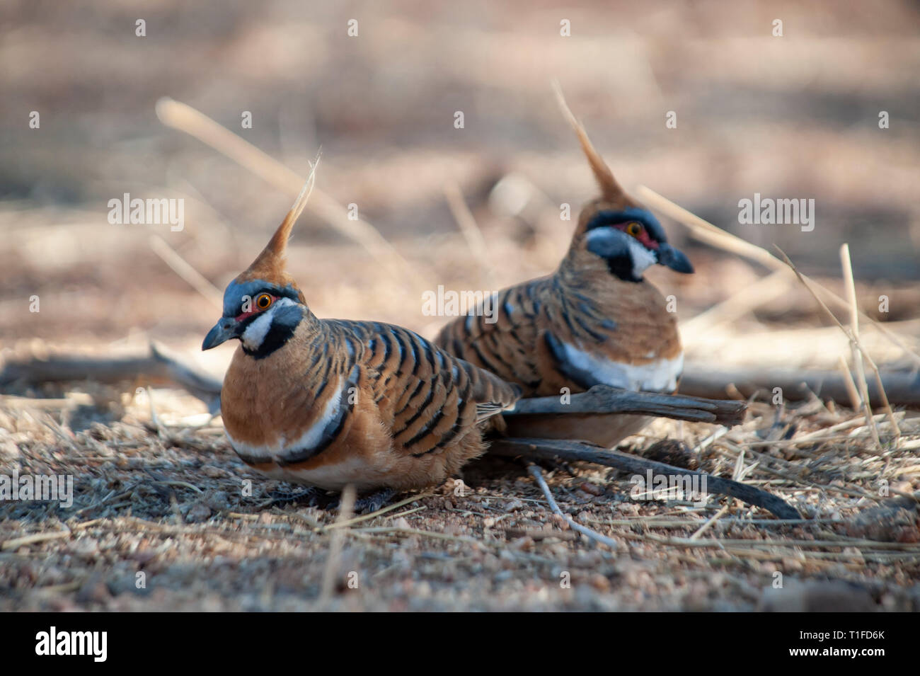 Small and compact pigeon hi-res stock photography and images - Alamy