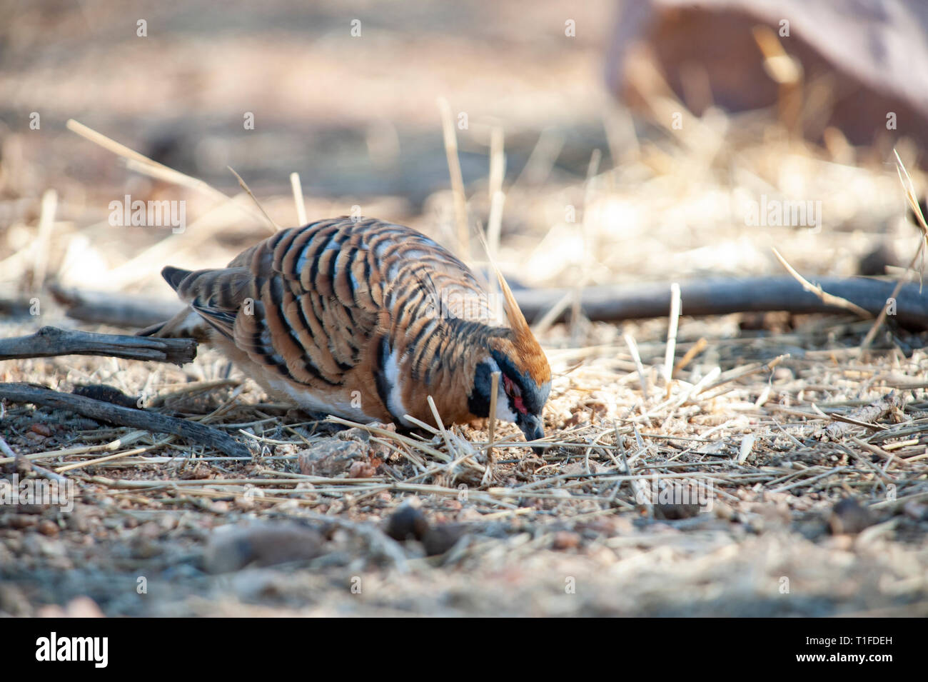 Australian pigeon species hi-res stock photography and images - Alamy