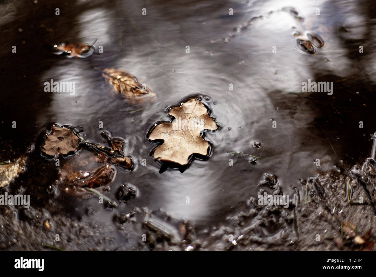 leaf in puddle Stock Photo - Alamy