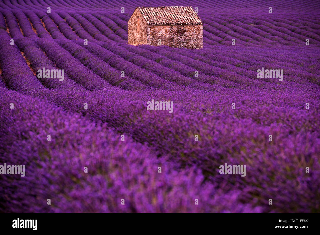 lonely old abandoned stone house at lavender field in summer purple aromatic flowers near ...