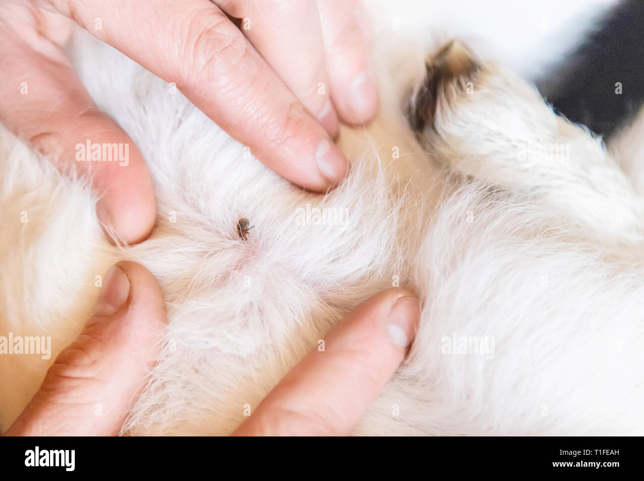 tick on animal skin close up. Selective focus. nature Stock Photo - Alamy