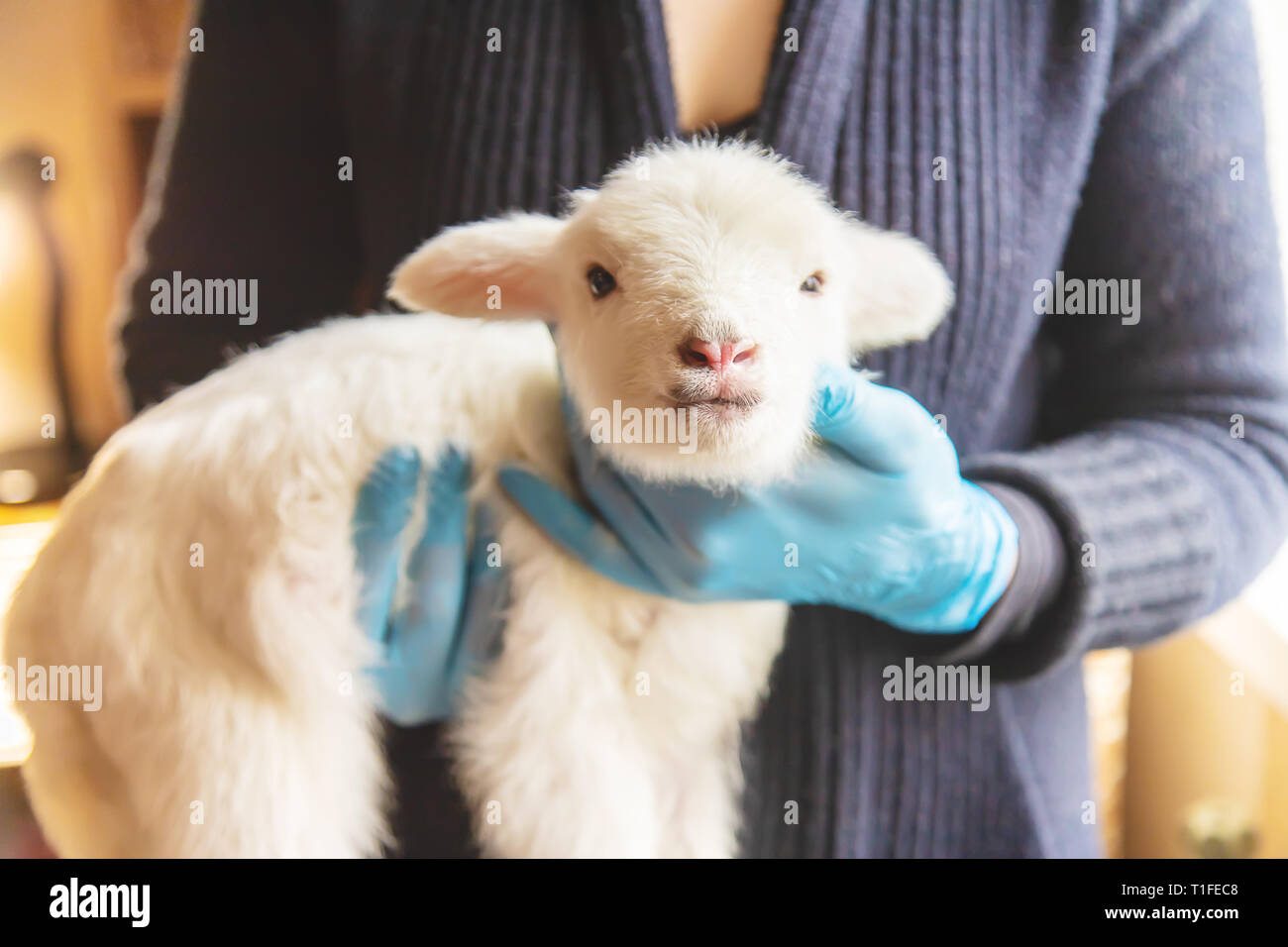 little goat in the hands of a veterinarian to feed. In tutorial focus ...