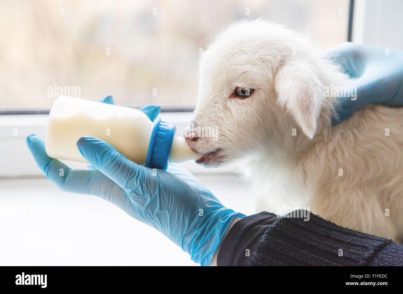 little goat in the hands of a veterinarian to feed. In tutorial focus ...