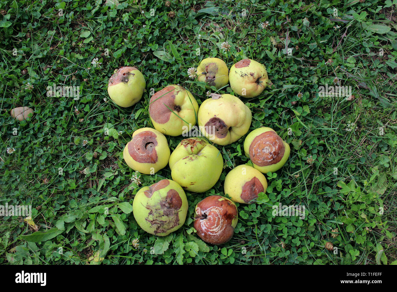 View from above on fallen quince fruits from a tree, rotten on a green ...