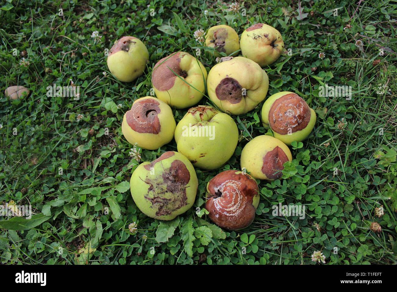 Rotten fruits on tree hi-res stock photography and images - Alamy