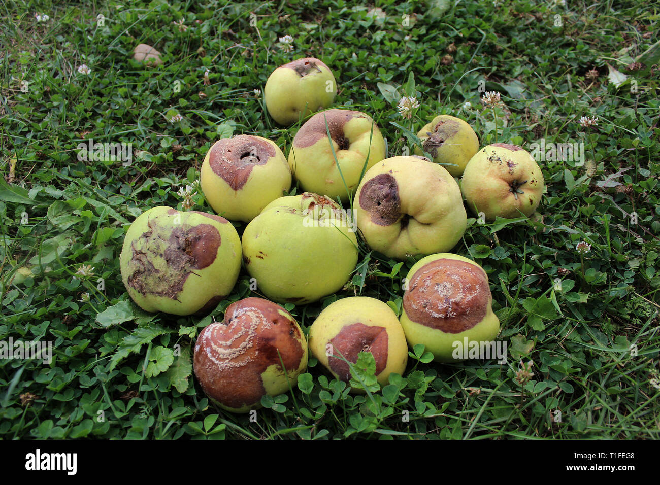 Rotten fruits on tree hi-res stock photography and images - Alamy