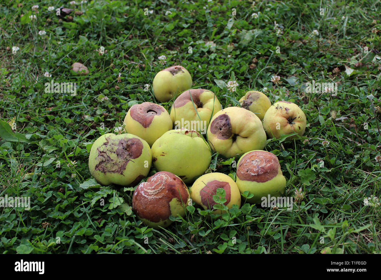 Rotten quince fruits on a green grass Stock Photo - Alamy