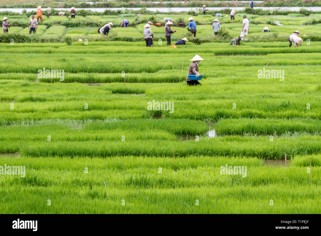 Vietnam planting rice not plant hi-res stock photography and images - Alamy