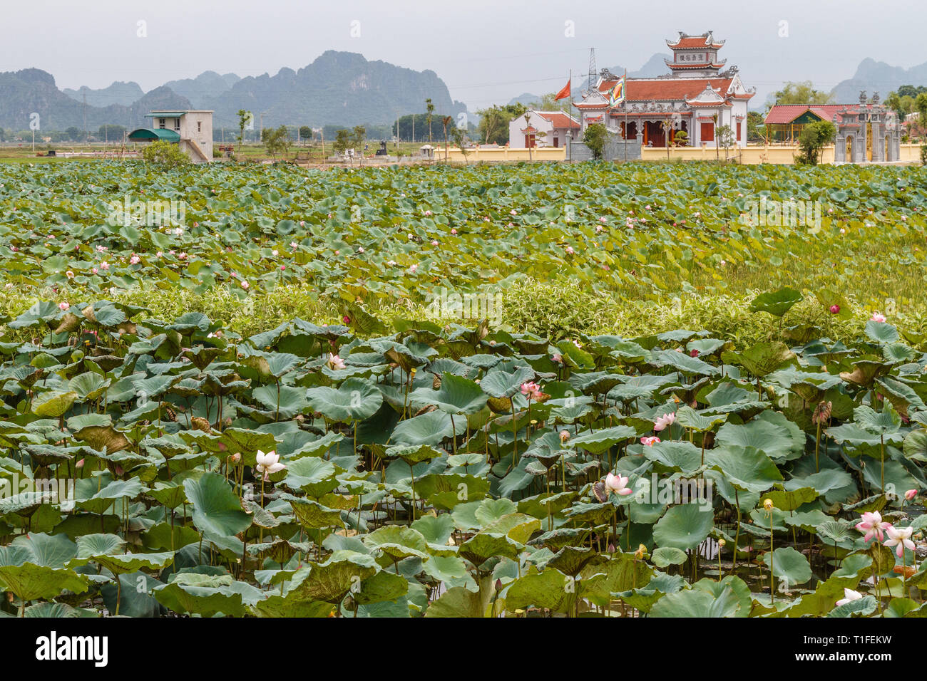 Nam binh hi-res stock photography and images - Alamy