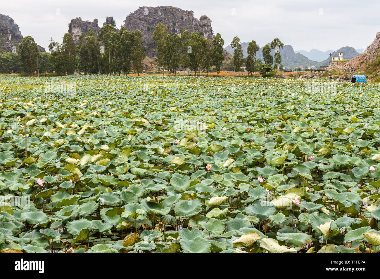 Viet nam nature hi-res stock photography and images - Alamy