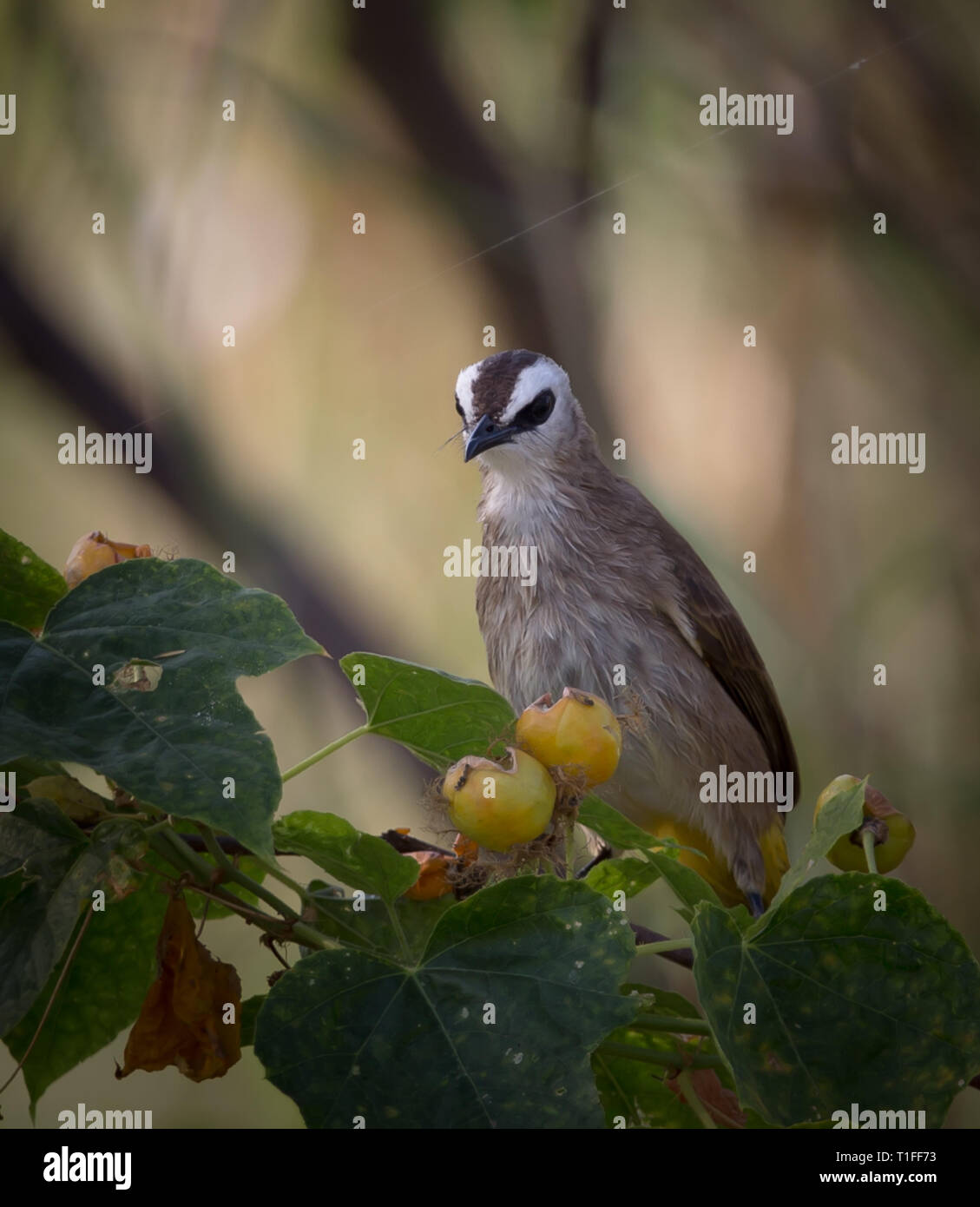 Yellow-vented Bulbul. ( Pycnonotus goiavier Stock Photo - Alamy
