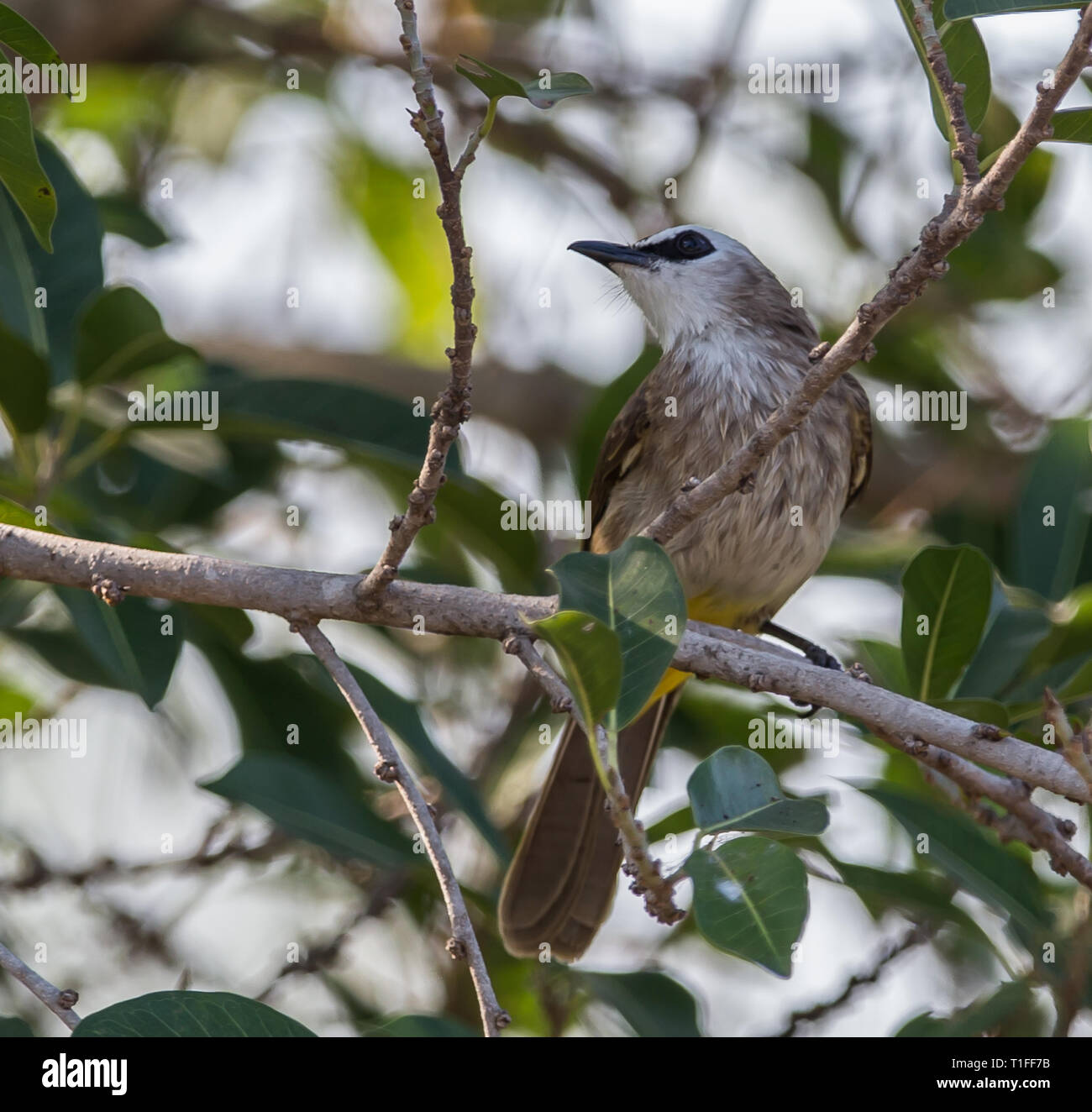 Yellow-vented Bulbul. ( Pycnonotus goiavier Stock Photo - Alamy
