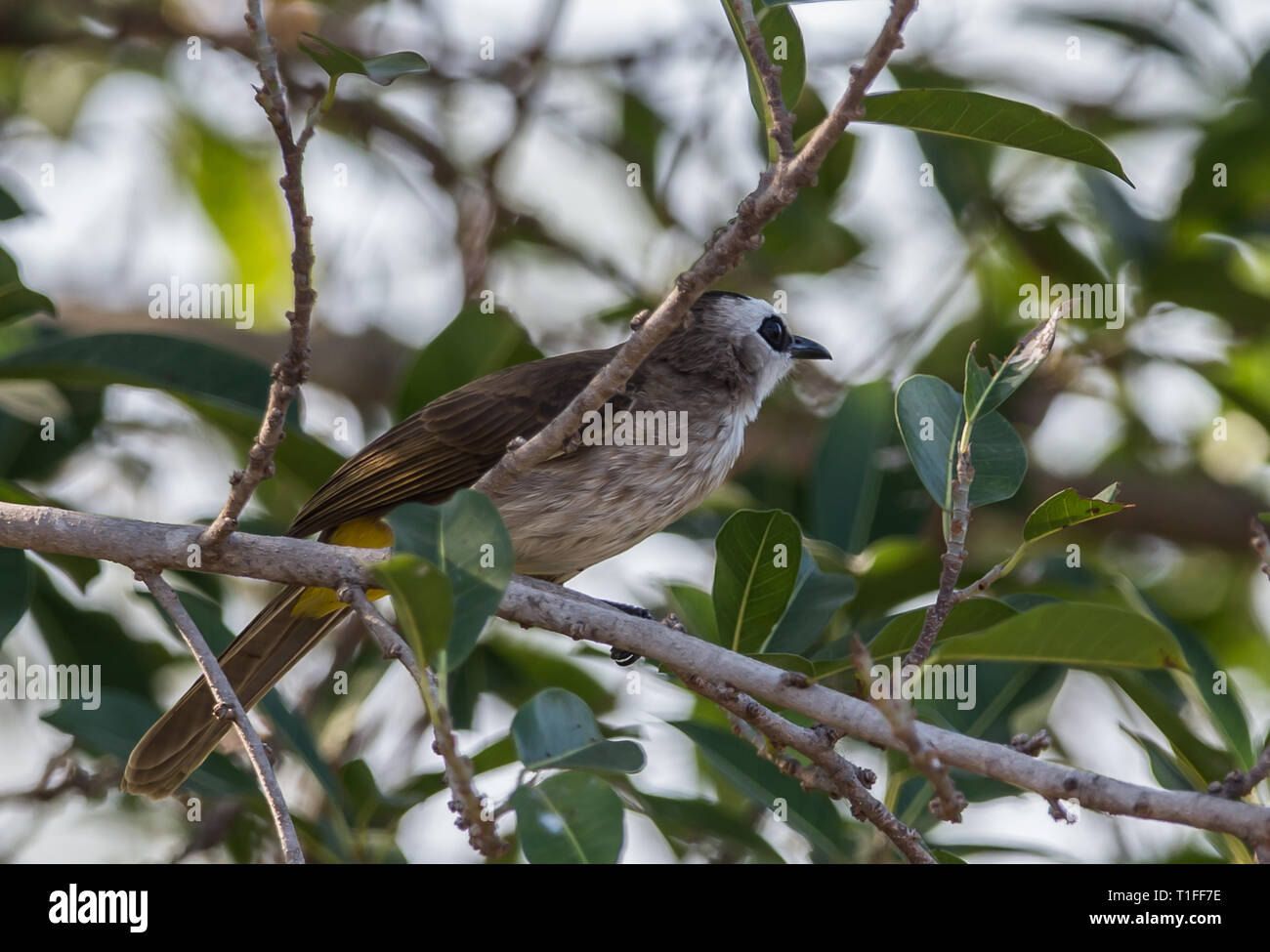 Yellow-vented Bulbul. ( Pycnonotus goiavier Stock Photo - Alamy