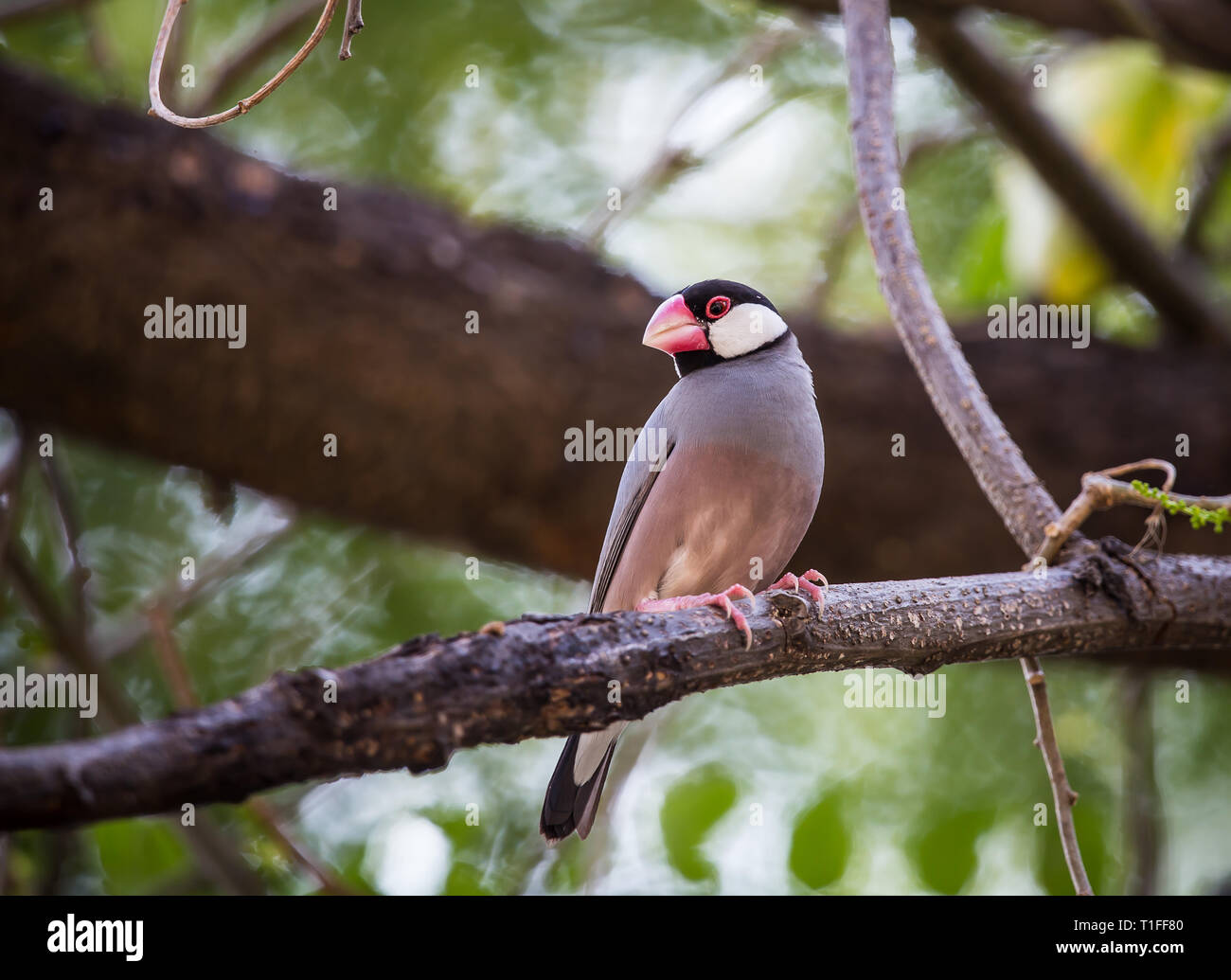 Java sparrow ( Lonchura oryzivora) The length of the mouth to the tip ...