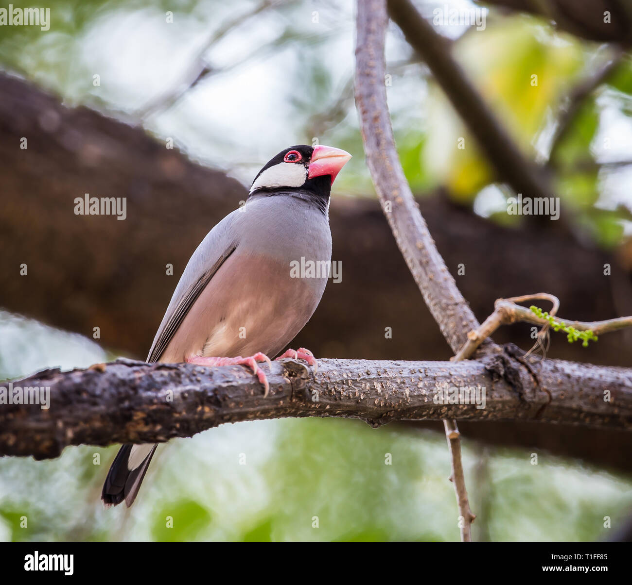 Java sparrow ( Lonchura oryzivora) The length of the mouth to the tip ...