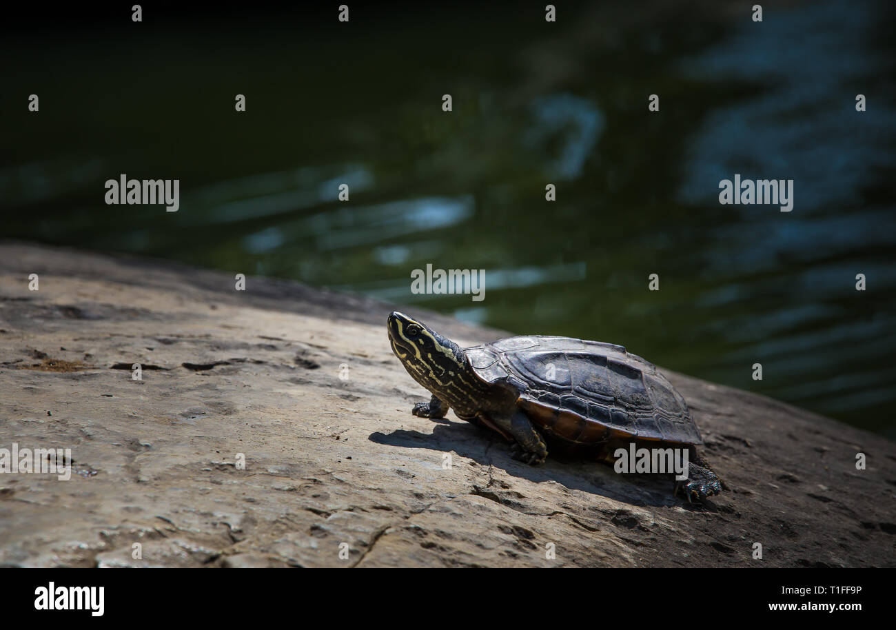 Turtles on rock in park Stock Photo - Alamy