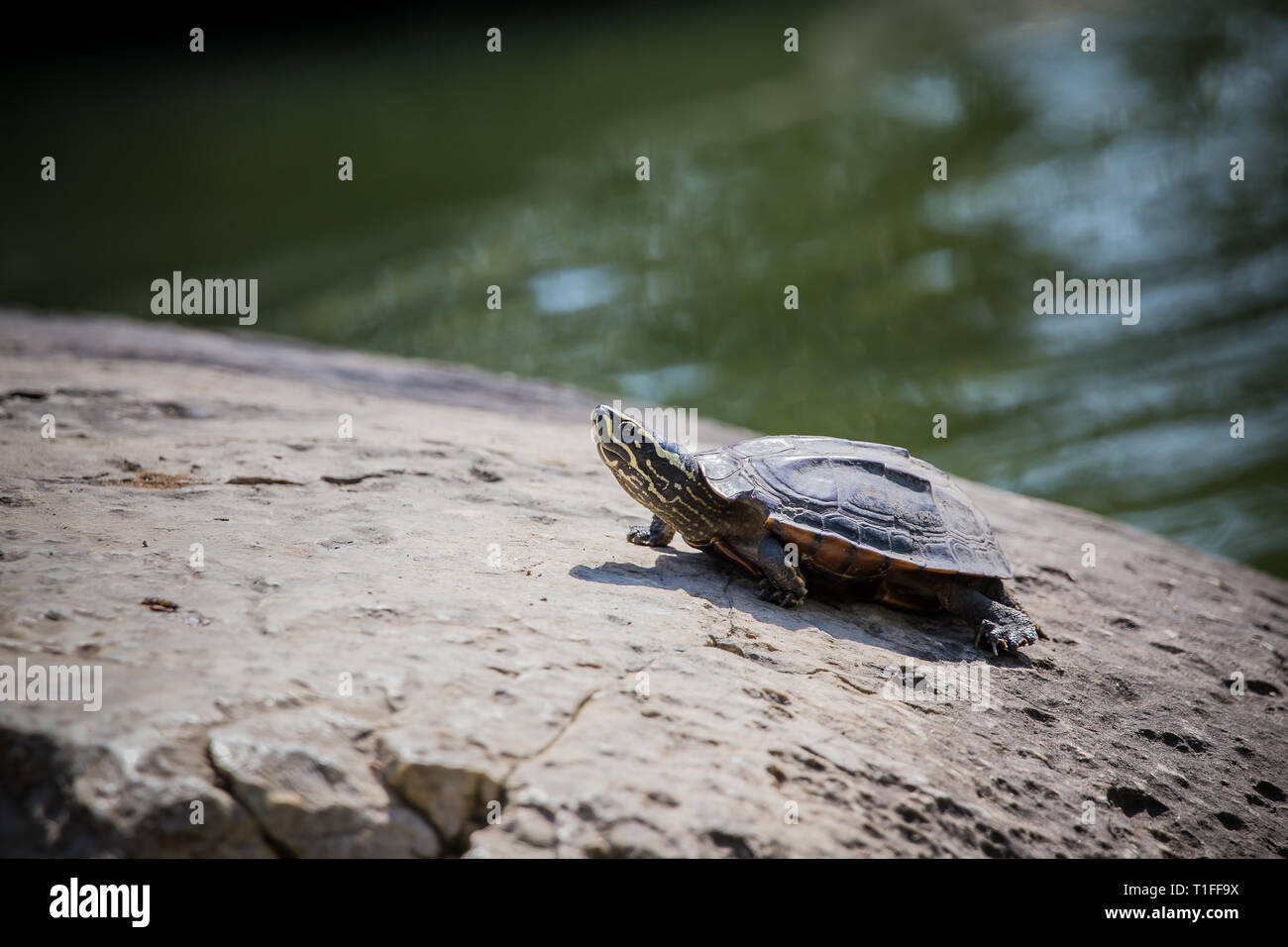 Turtles on rock in park Stock Photo - Alamy