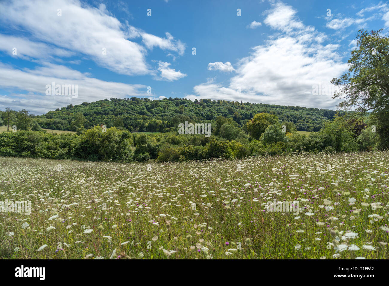 British countryside, wildflower meadow Stock Photo - Alamy