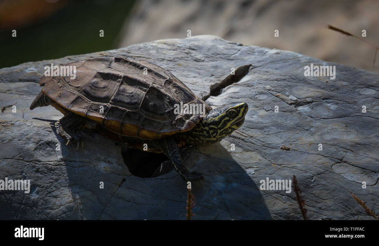 Turtles on rock hi-res stock photography and images - Alamy
