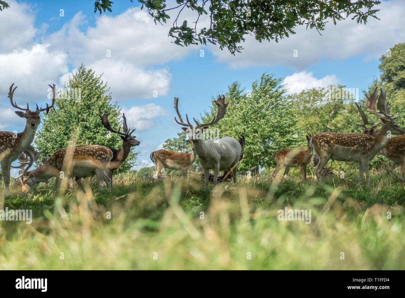 Low level shot of herd of Stag Deers Stock Photo - Alamy
