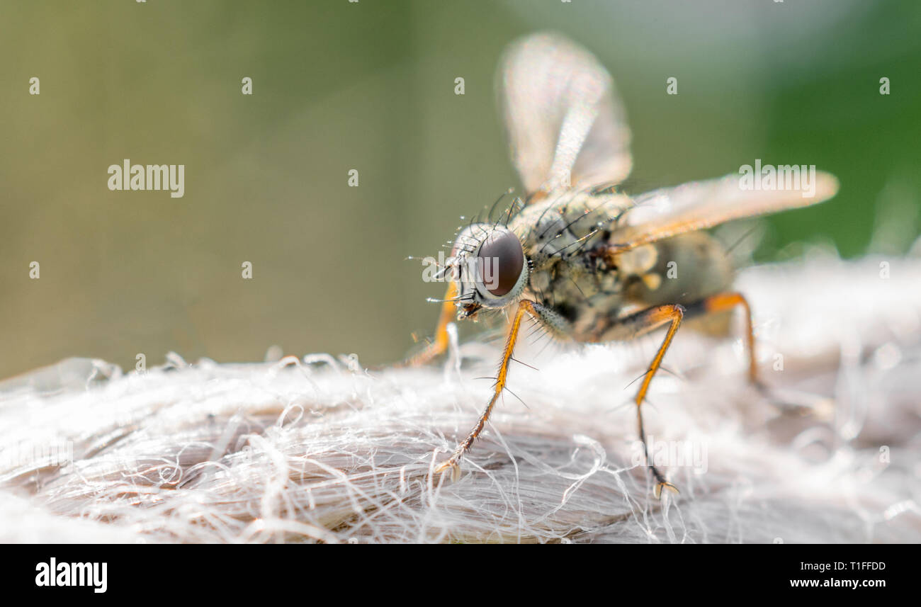 Close up of fly hi-res stock photography and images - Alamy
