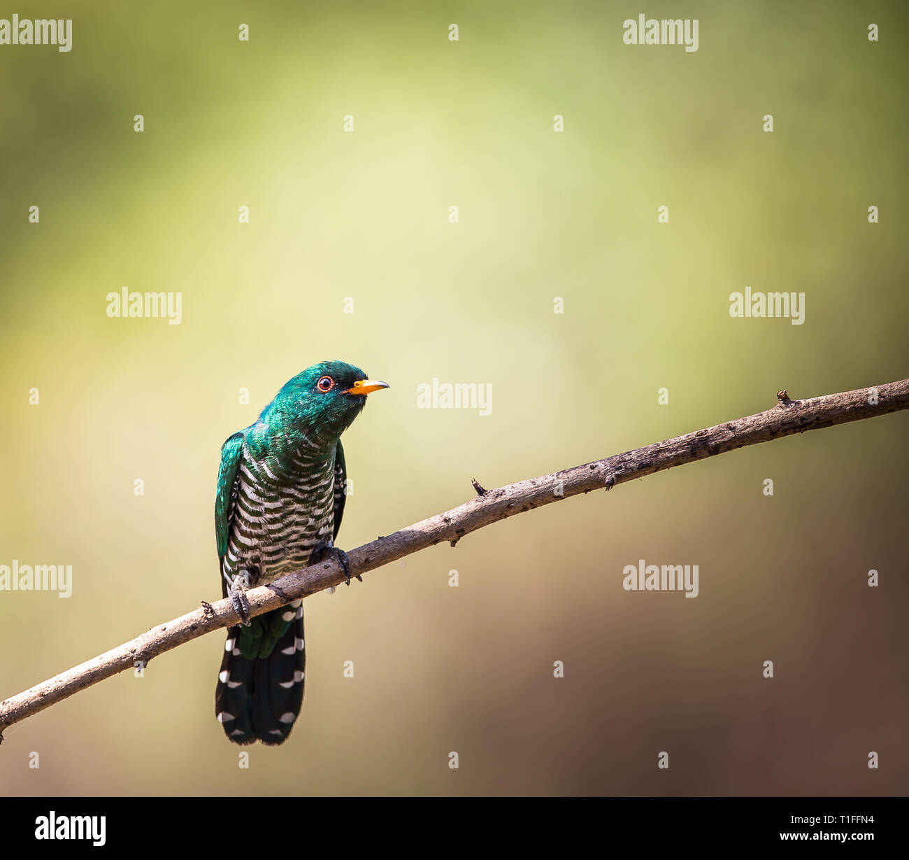 Asian Emerald Cuckoo (Chrysococcyx maculatus) General black mouth. The ...