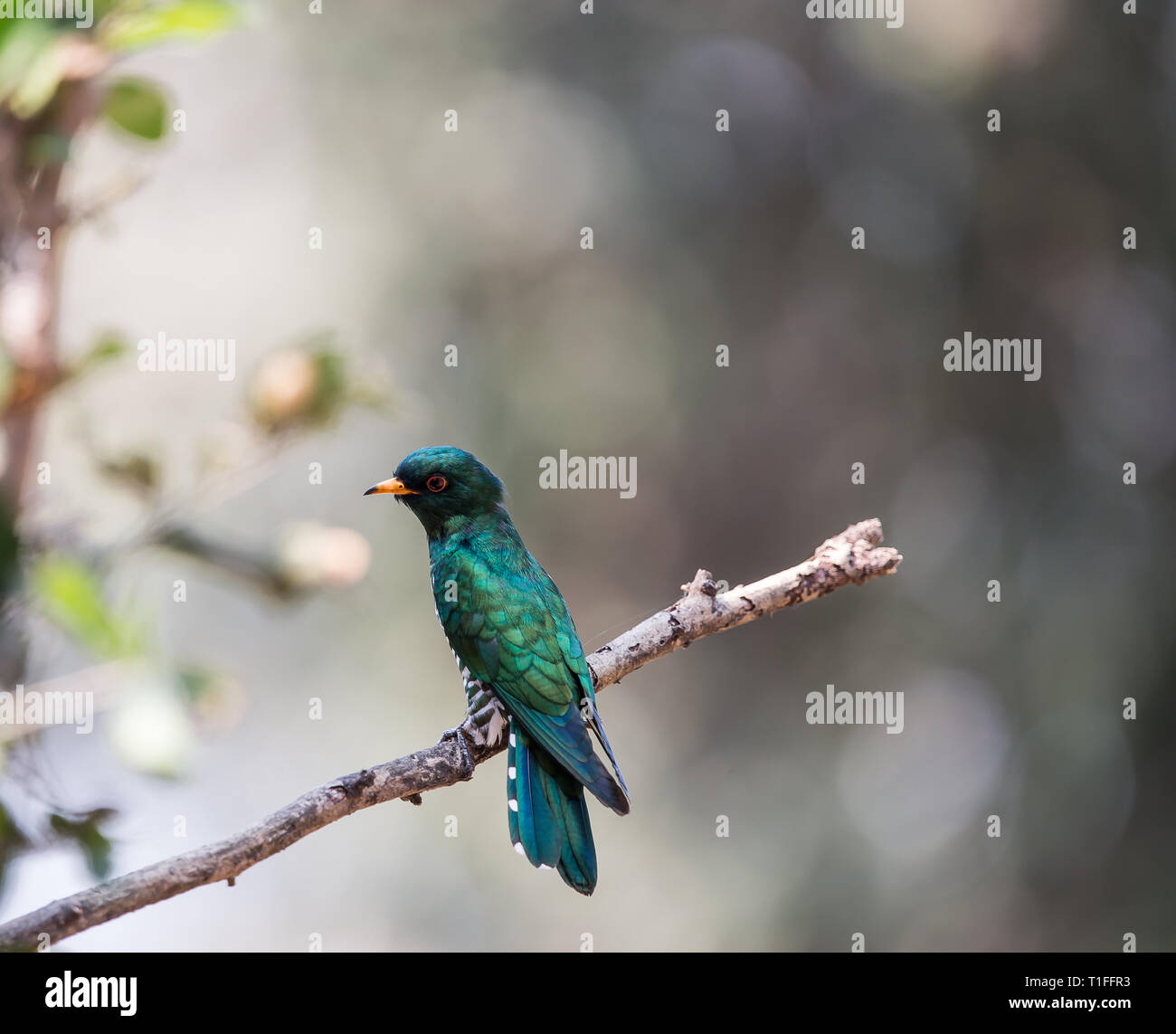 Asian Emerald Cuckoo (Chrysococcyx maculatus Stock Photo - Alamy
